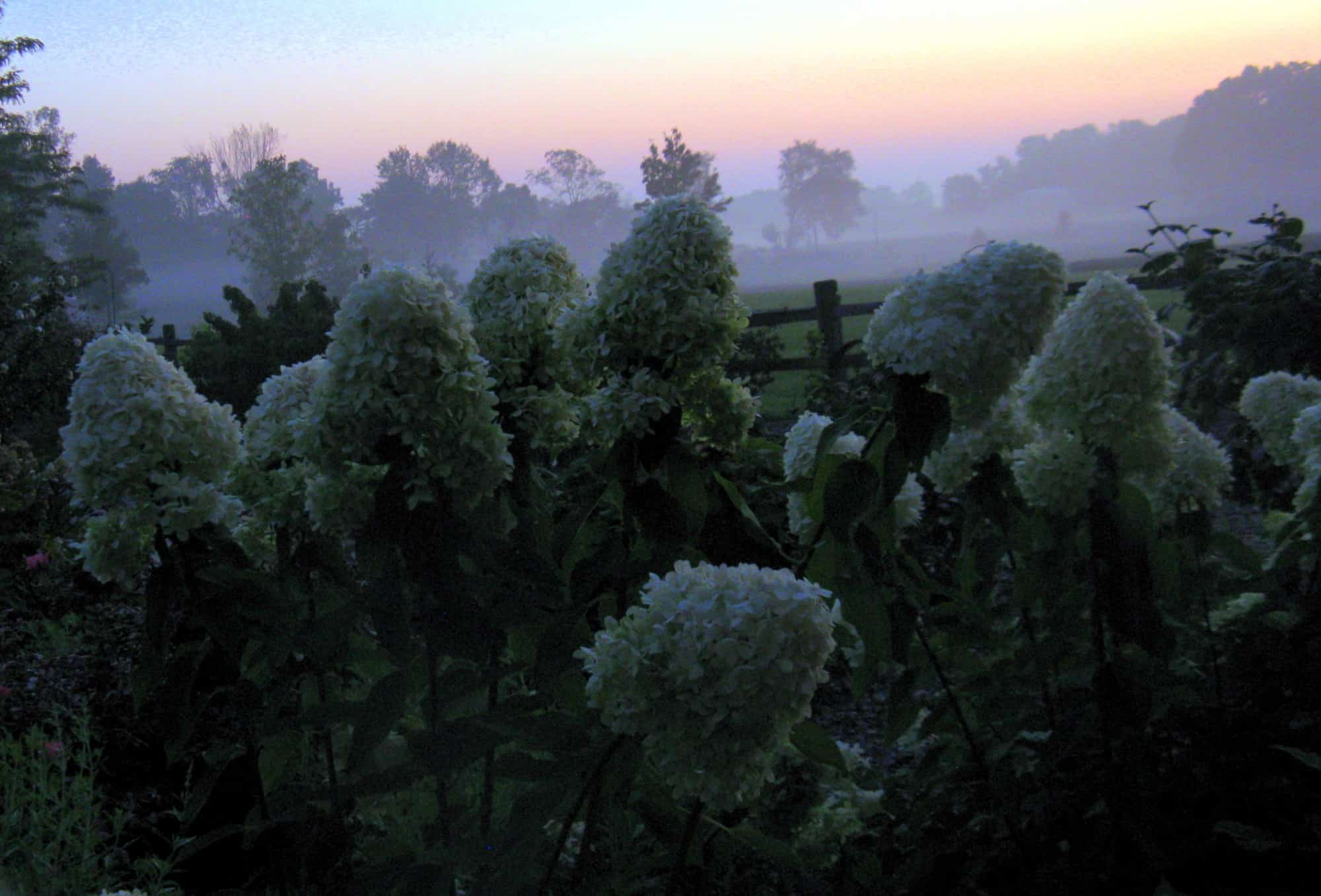 Morning Reverie: Our Path Is Like The First Gleam of Dawn