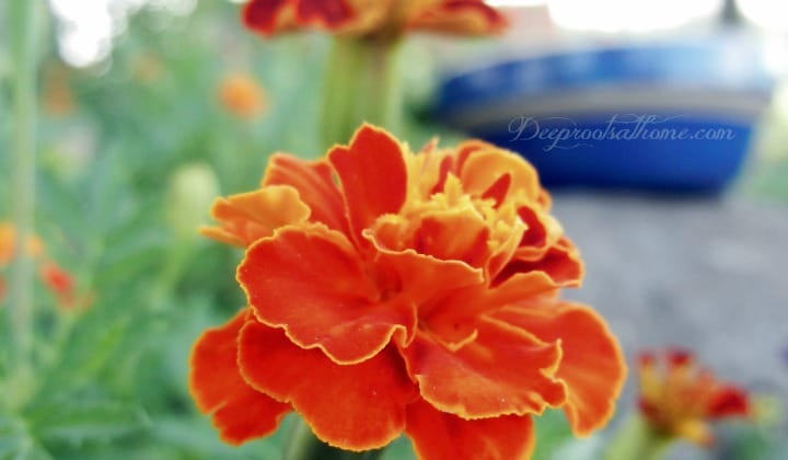 Marigold Insect & Fly Spray For Plants, Pets and Horses