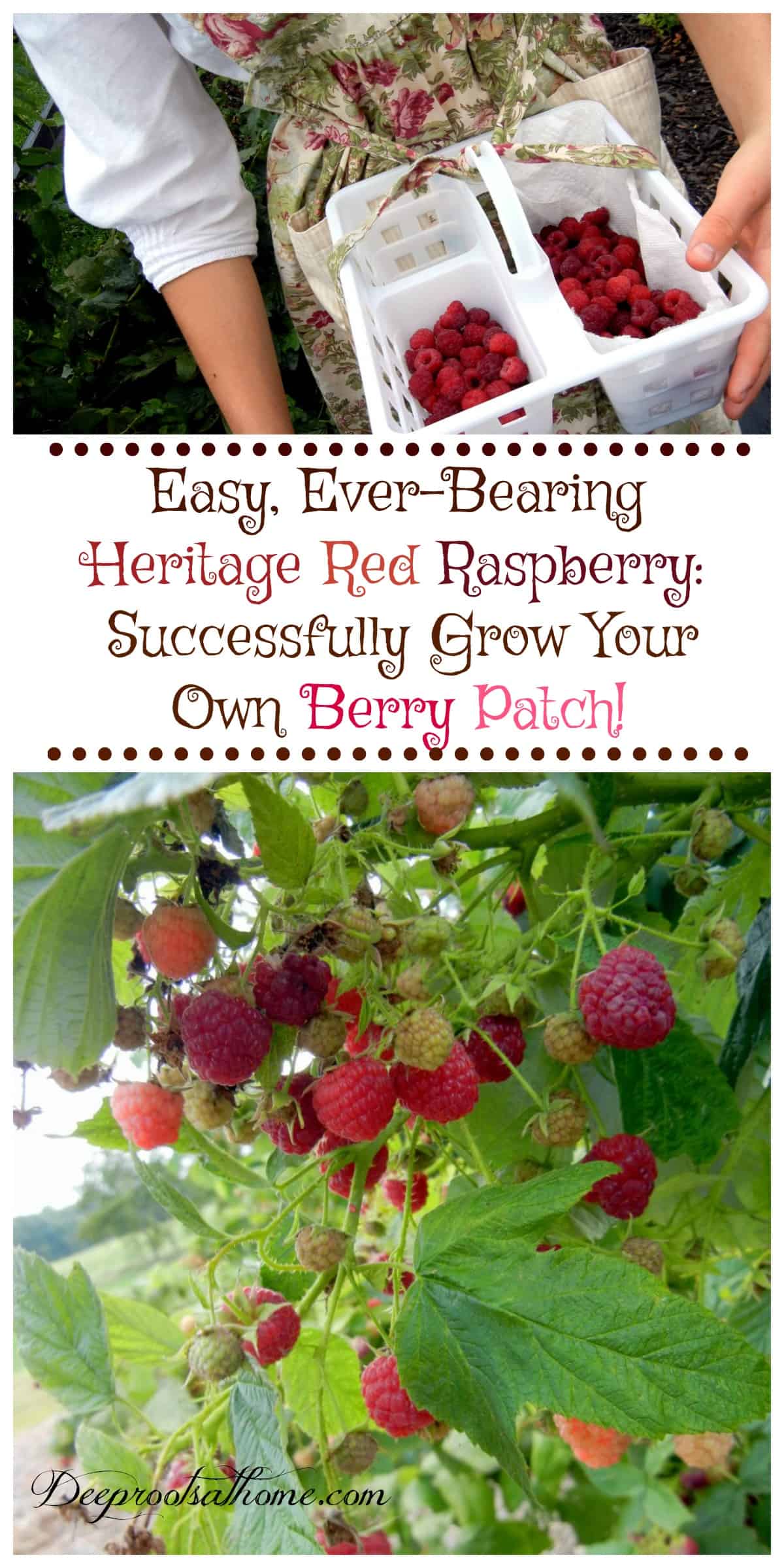 Everbearing Heritage Red Raspberry: Grow Your Own Berry Patch