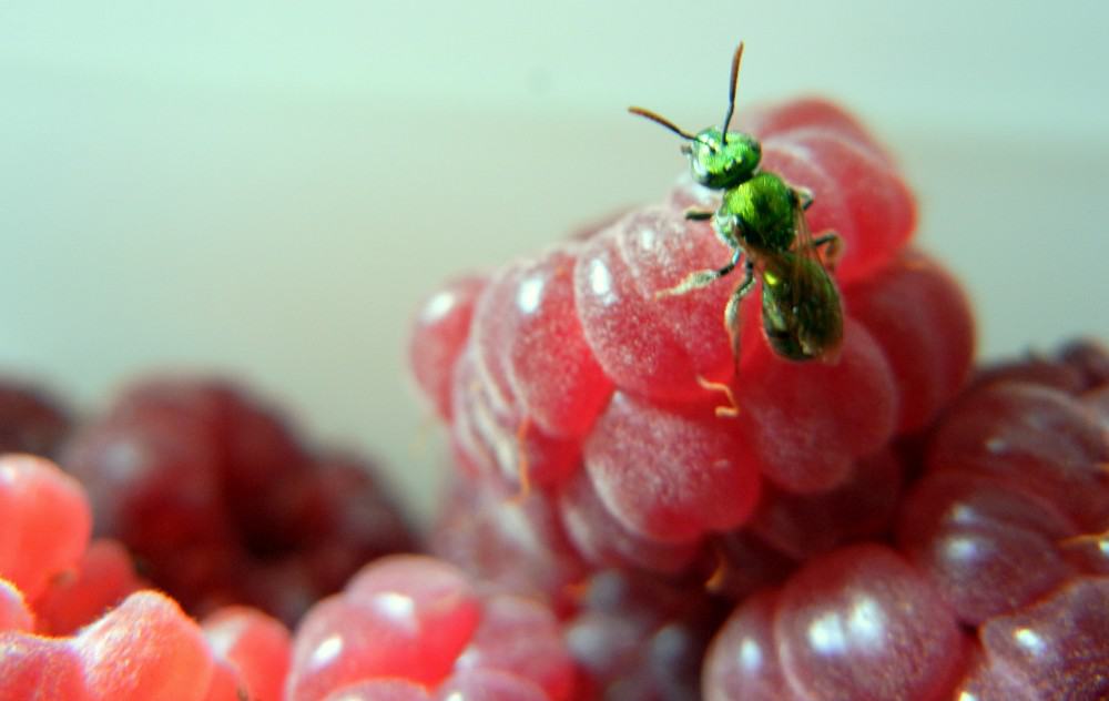 Everbearing Heritage Red Raspberry: Grow Your Own Berry Patch