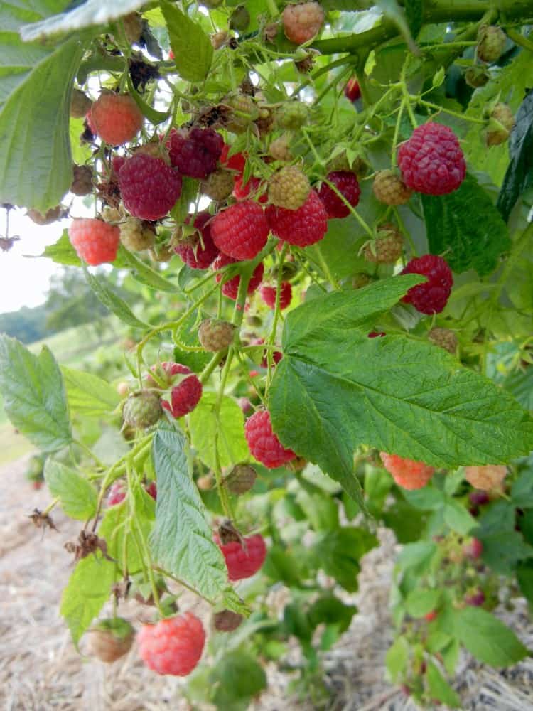 Everbearing Heritage Red Raspberry: Grow Your Own Berry Patch