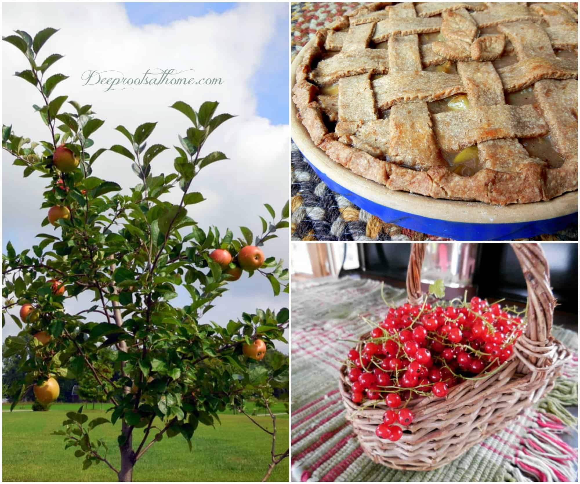 Farewell To Summertime, A Visual Journal From Our Farm