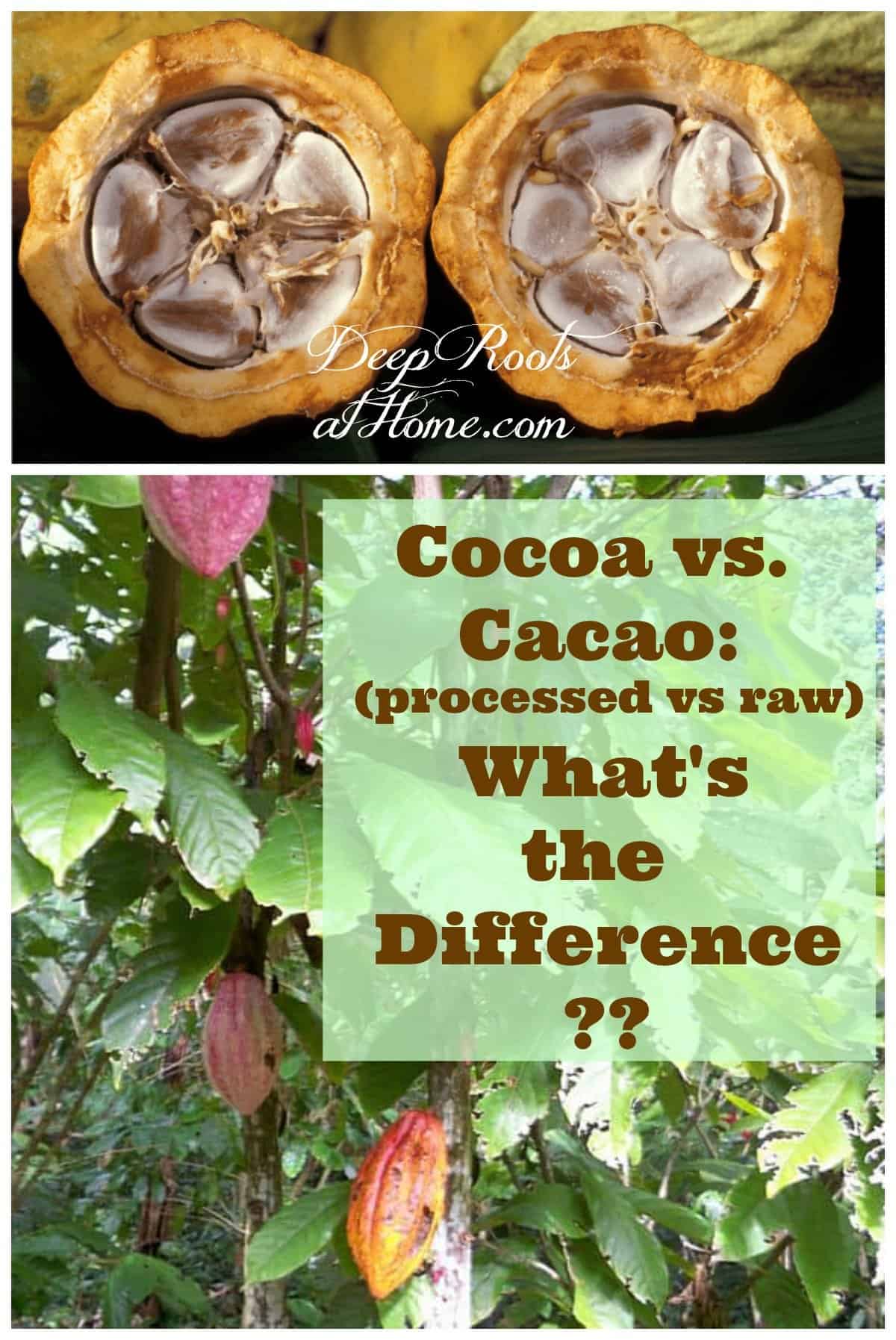 Cocoa vs Cacao: Is there a Difference & What Are the Health Benefits?