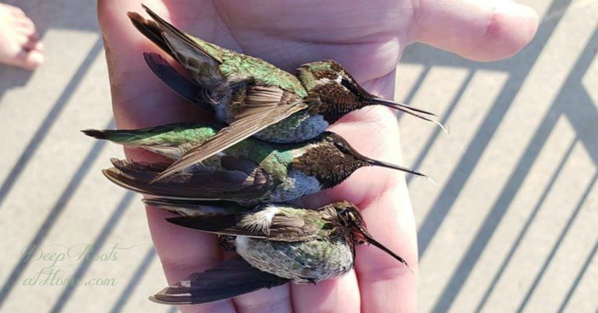 Hummingbirds Dead: 4 Ways We Can Help & Not Harm Them