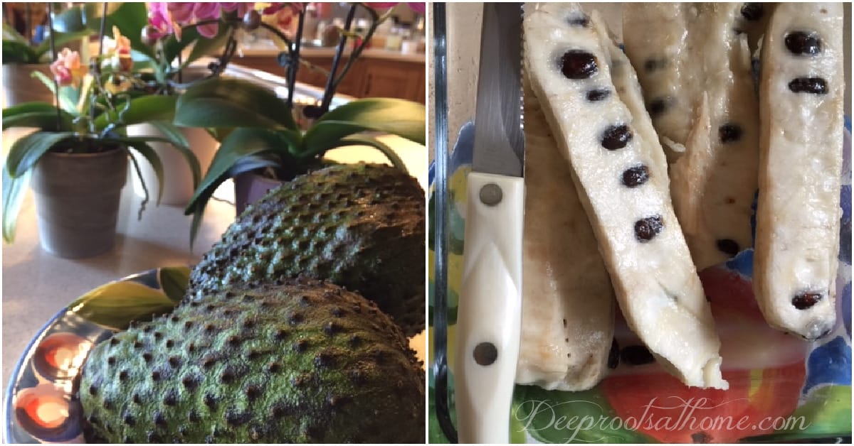 Graviola (Soursop) Tea: Amazing Science On Its Cancer Fighting Abilities