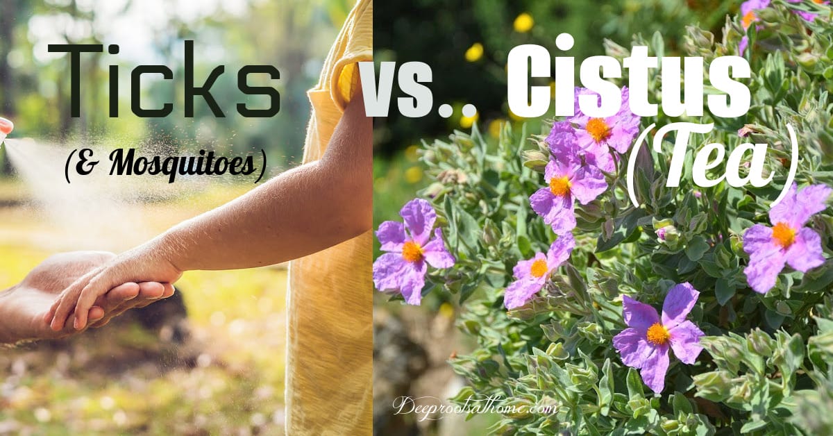 The Dangers of DEET & Can Cistus Tea Make Ticks Avoid Us?