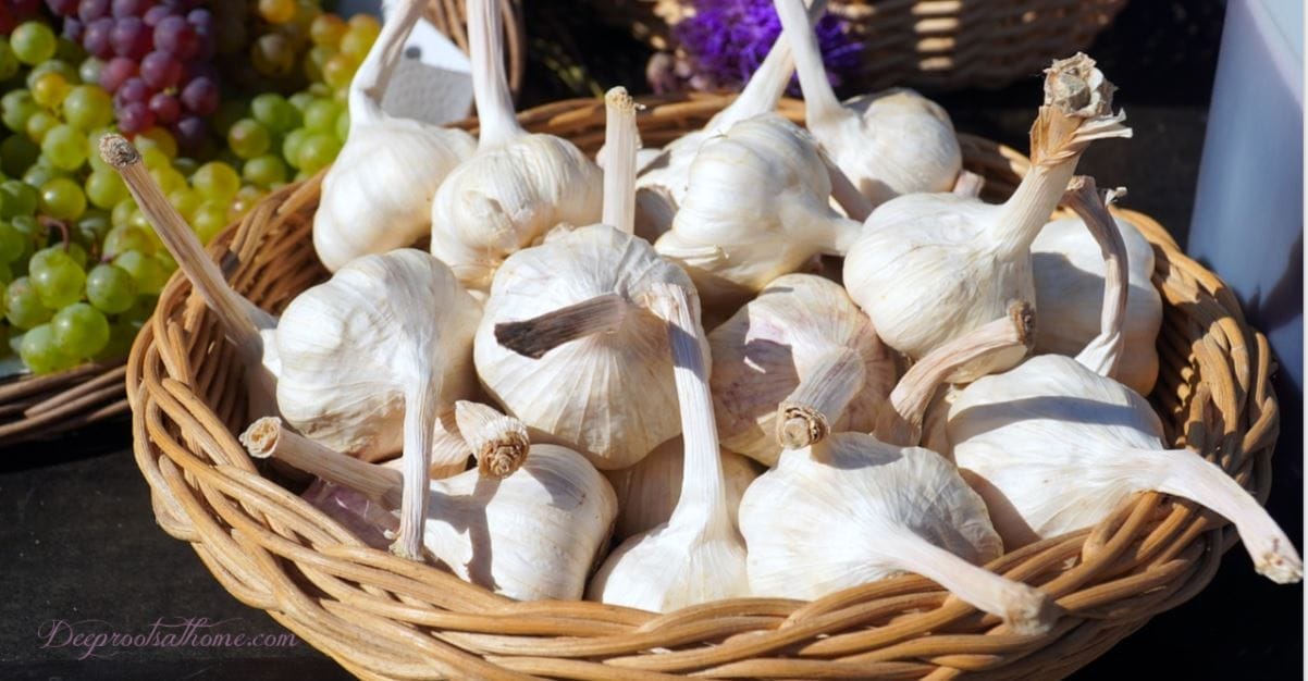 Complete Guide To Planting, Growing and Harvesting Garlic