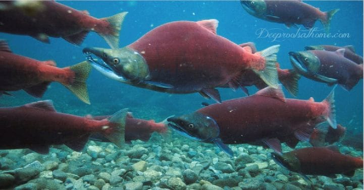 The Synthetic Used to Give Farmed Salmon That Bright Pink Color